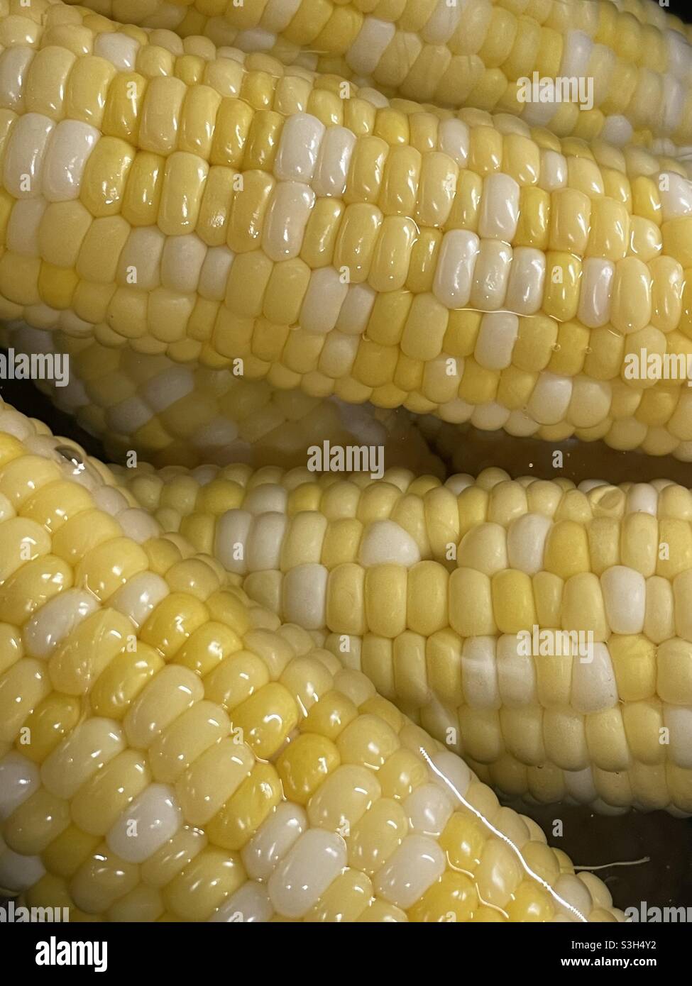 Fresh bicolor corn on the cob ready to boil Stock Photo - Alamy