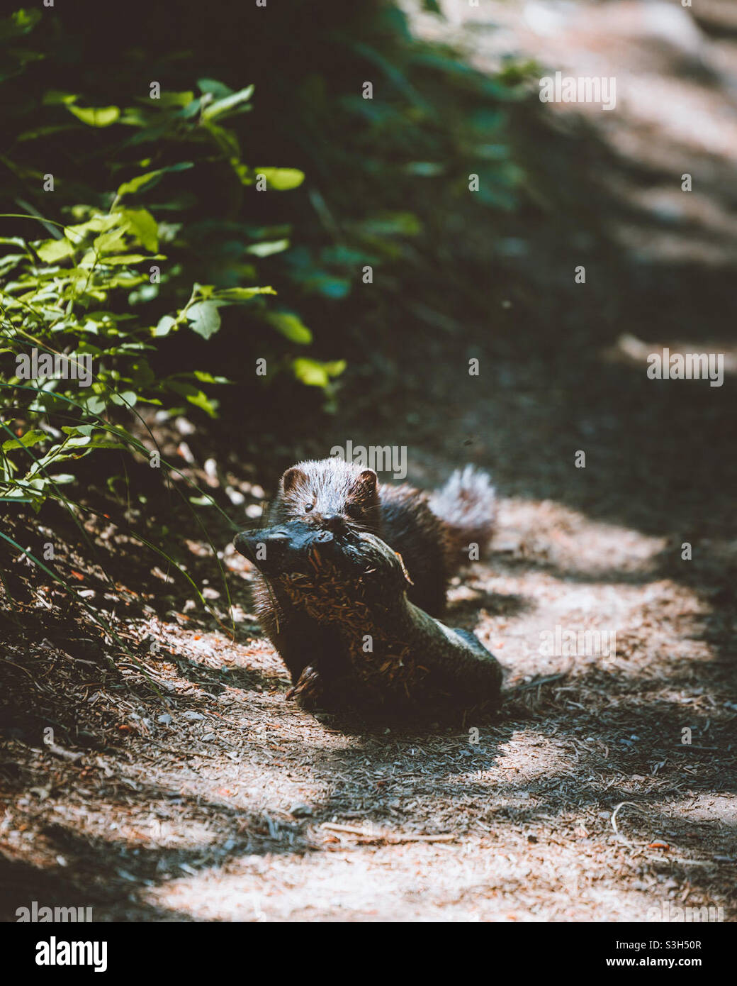 Weasel eating squirrel Stock Photo - Alamy