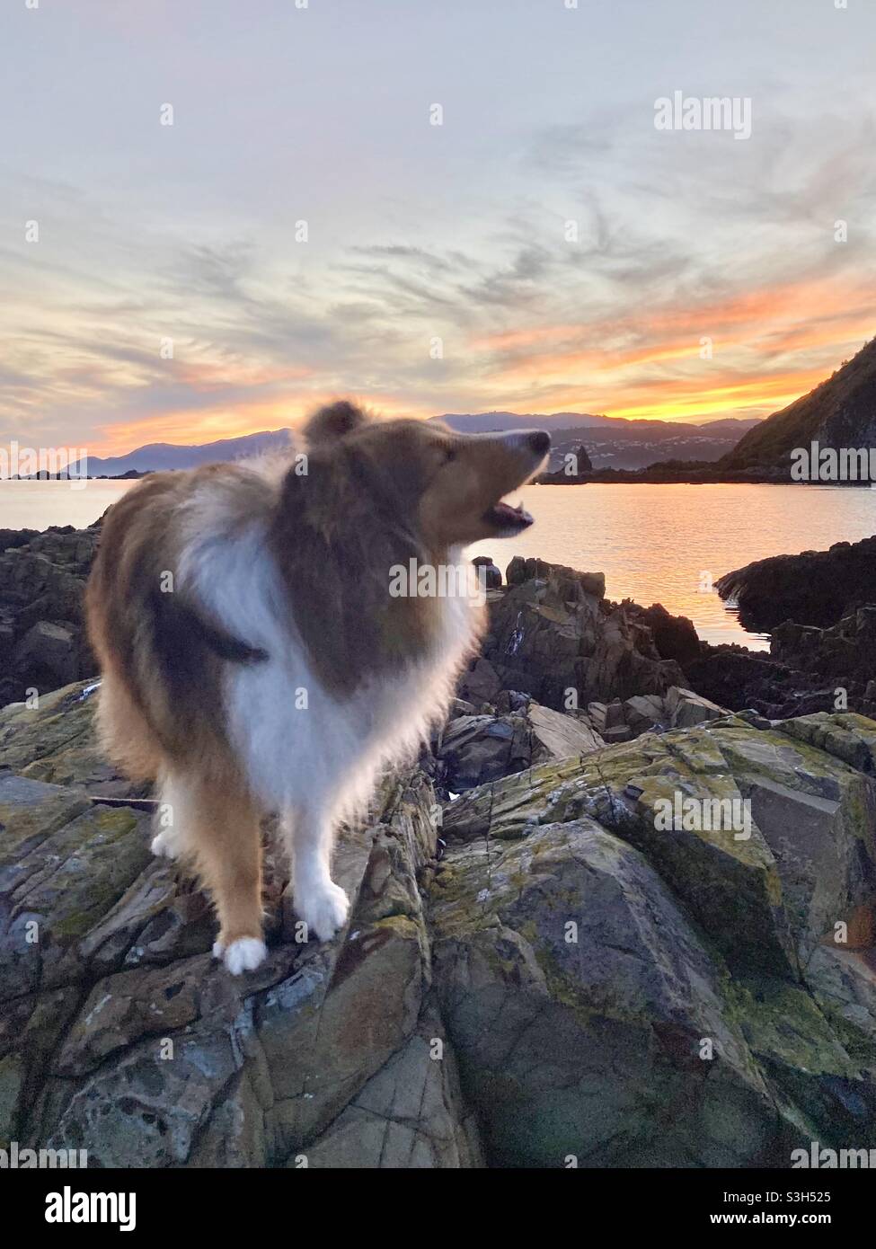 Dog howling hi-res stock photography and images - Alamy