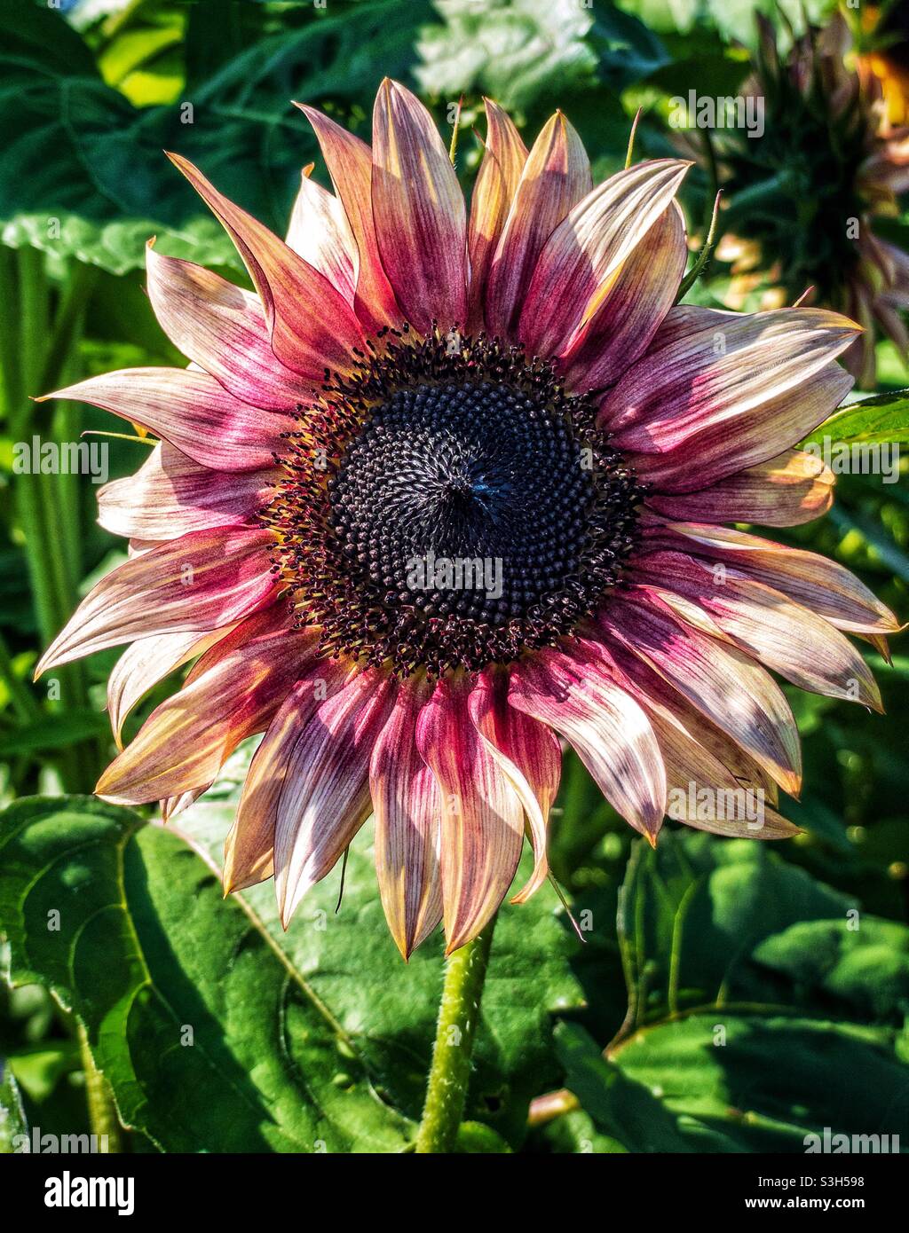 Pink sunflower hi-res stock photography and images - Alamy