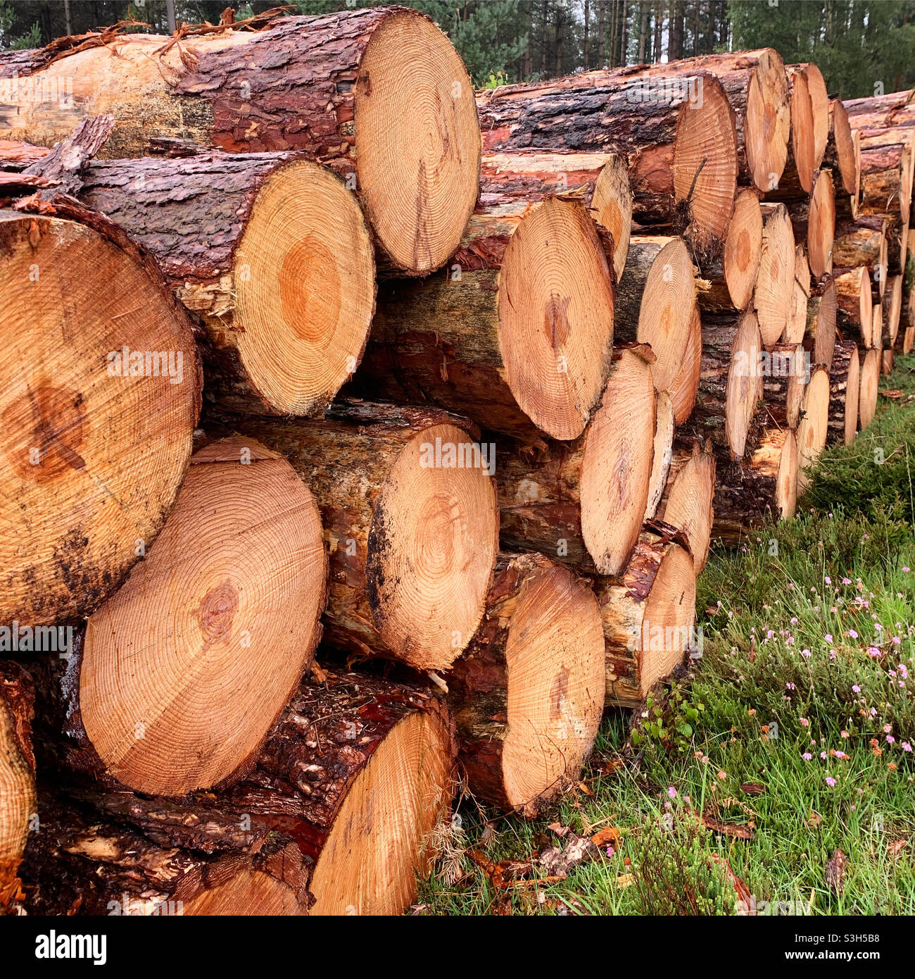 Pile Of Log High Resolution Stock Photography and Images - Alamy