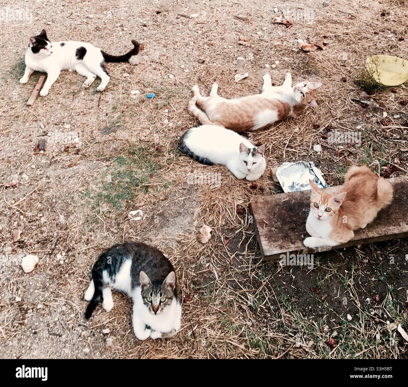 Cats of corfu hi-res stock photography and images - Alamy