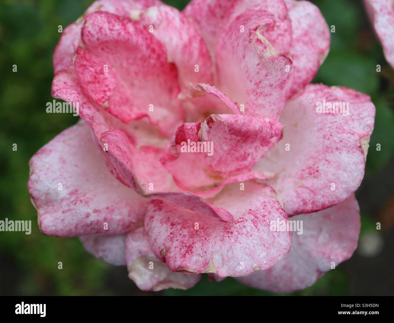Pink Distressed Rose Stock Photo - Alamy