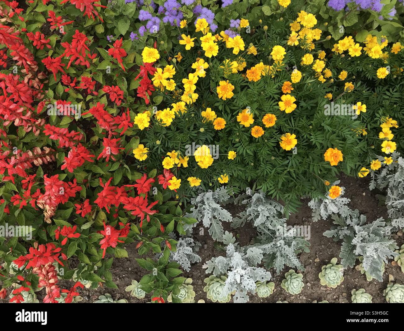 Amazing and most beautiful marigold flowers hi-res stock photography ...