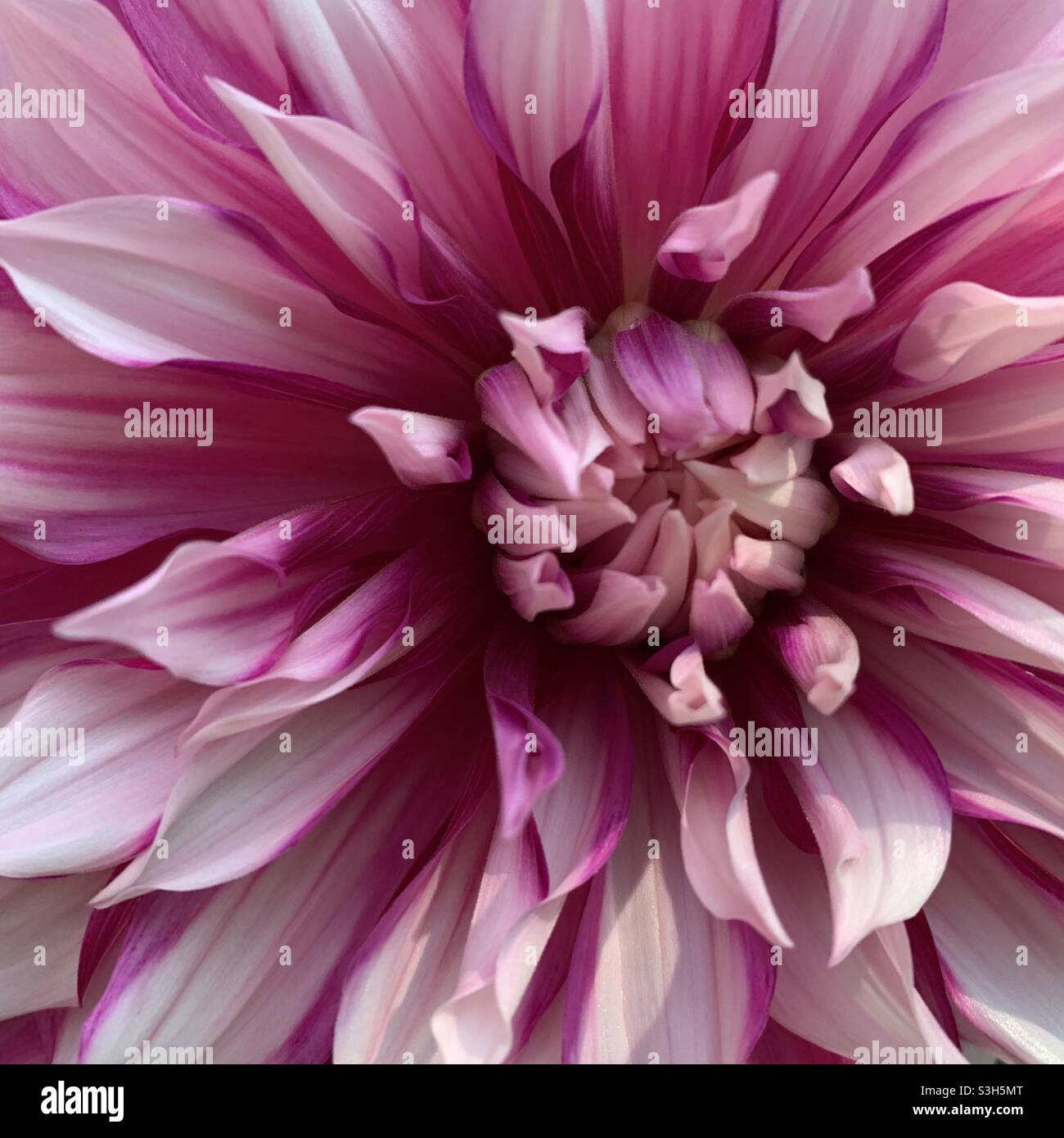 Dalia flower hi-res stock photography and images - Alamy