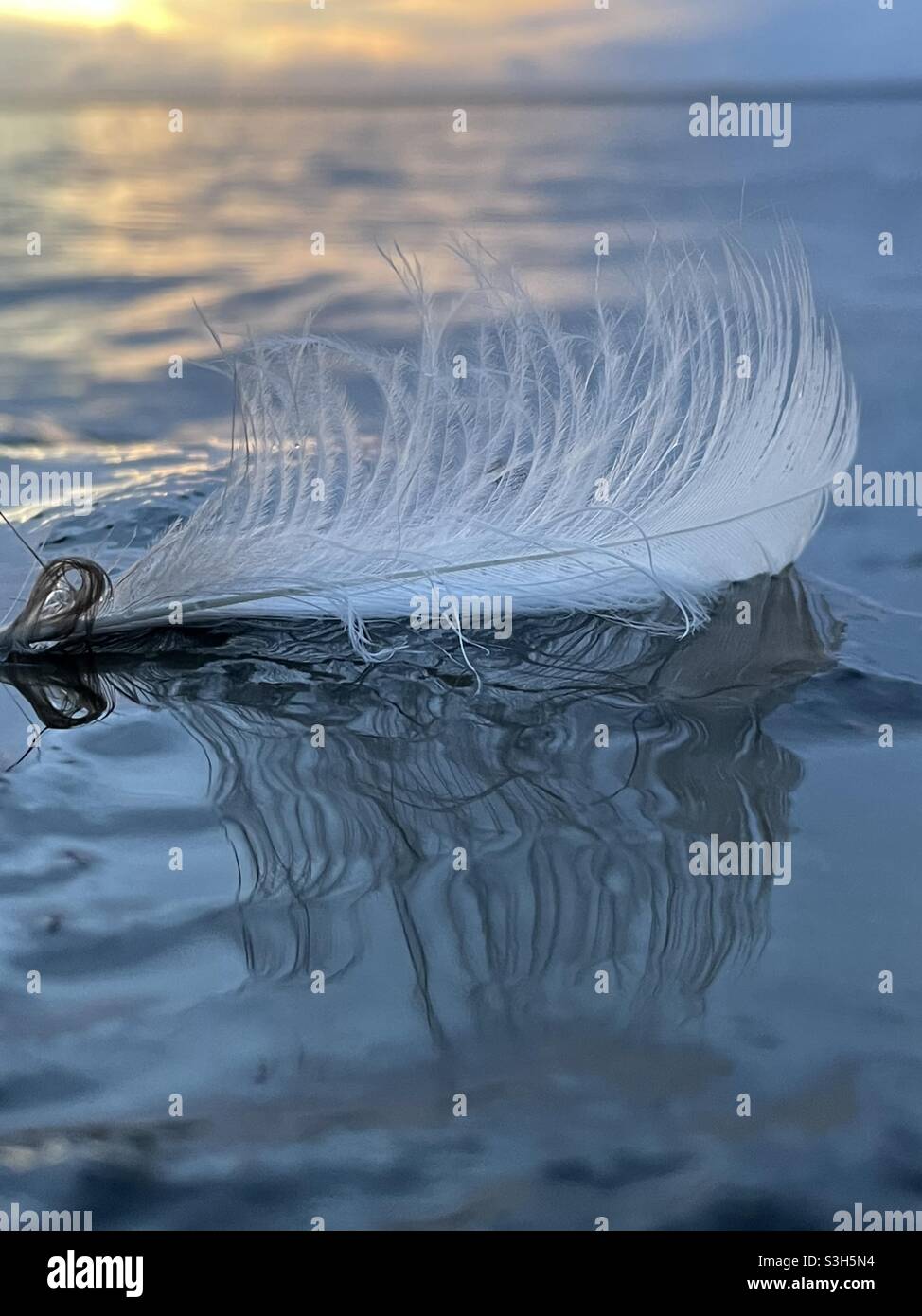 White bird feather with reflections on wet rock with blur sunset ...