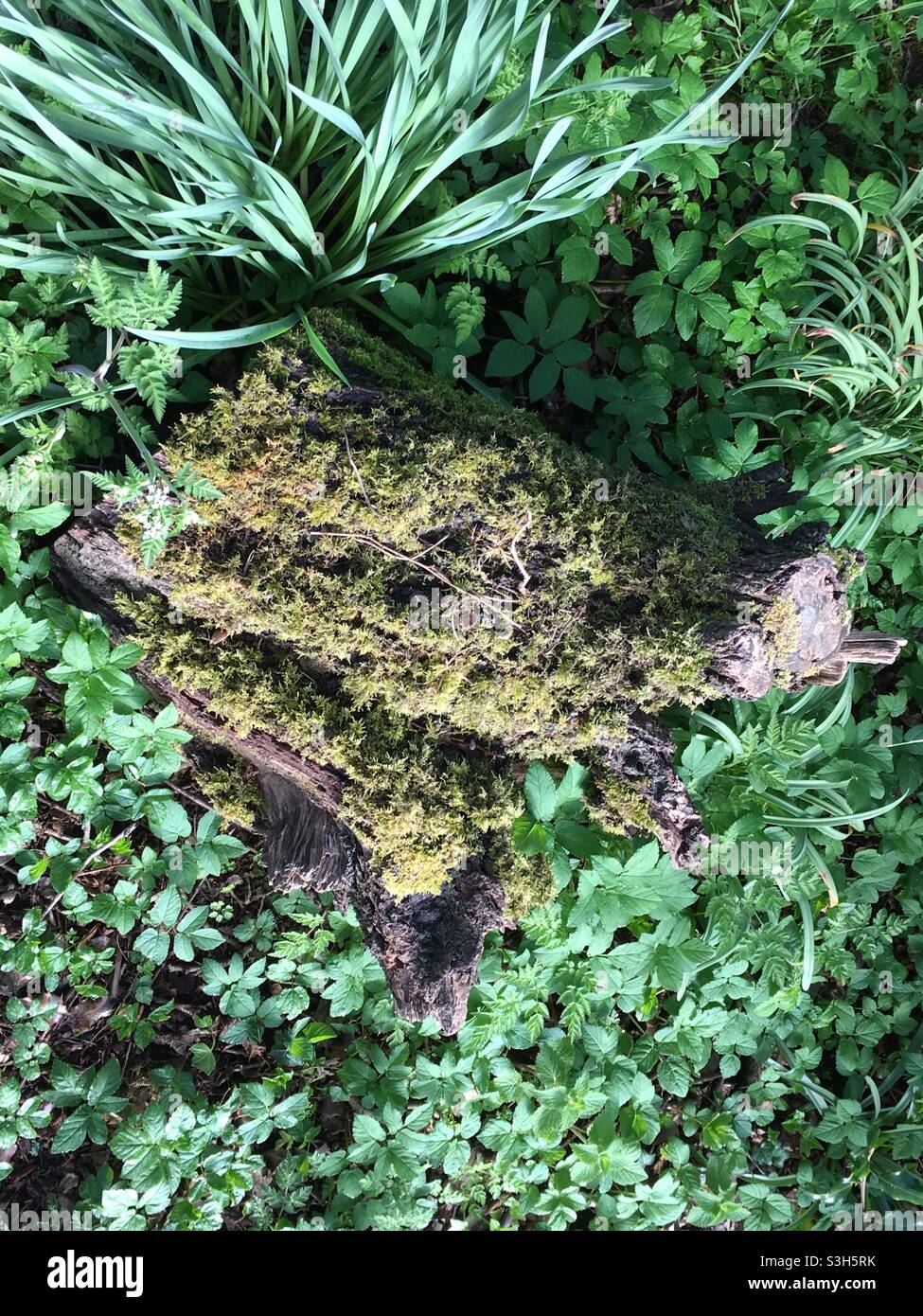 Moss covered log nestled in lush greenery Stock Photo - Alamy