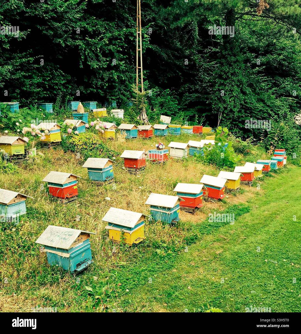 bee apiaries in nature Stock Photo - Alamy