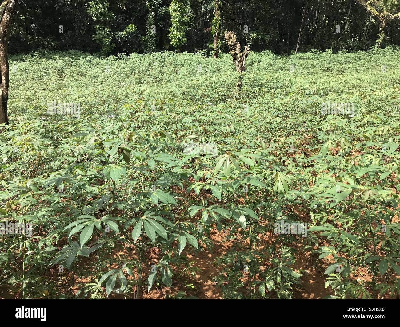 Tapioca kerala hi-res stock photography and images - Alamy