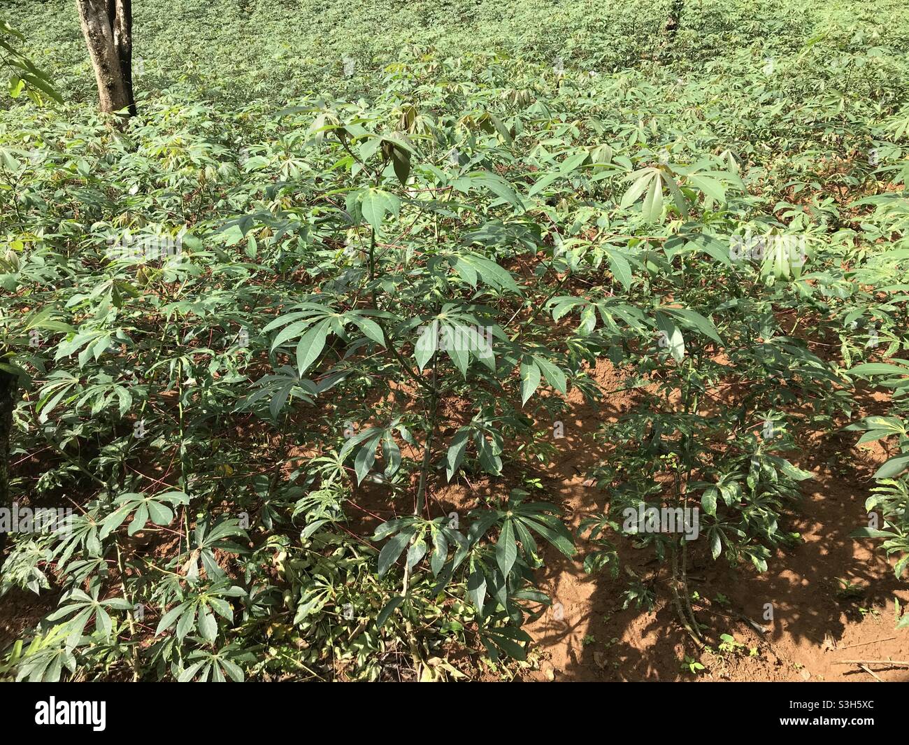 Tapioca plant hi-res stock photography and images - Alamy