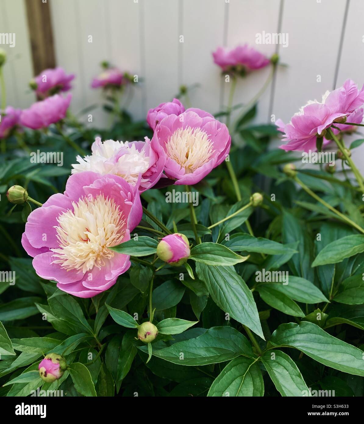Colors of peonies hi-res stock photography and images - Alamy