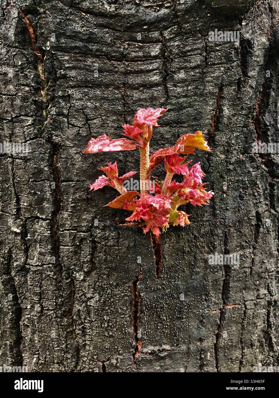 New growth since fire hi-res stock photography and images - Alamy