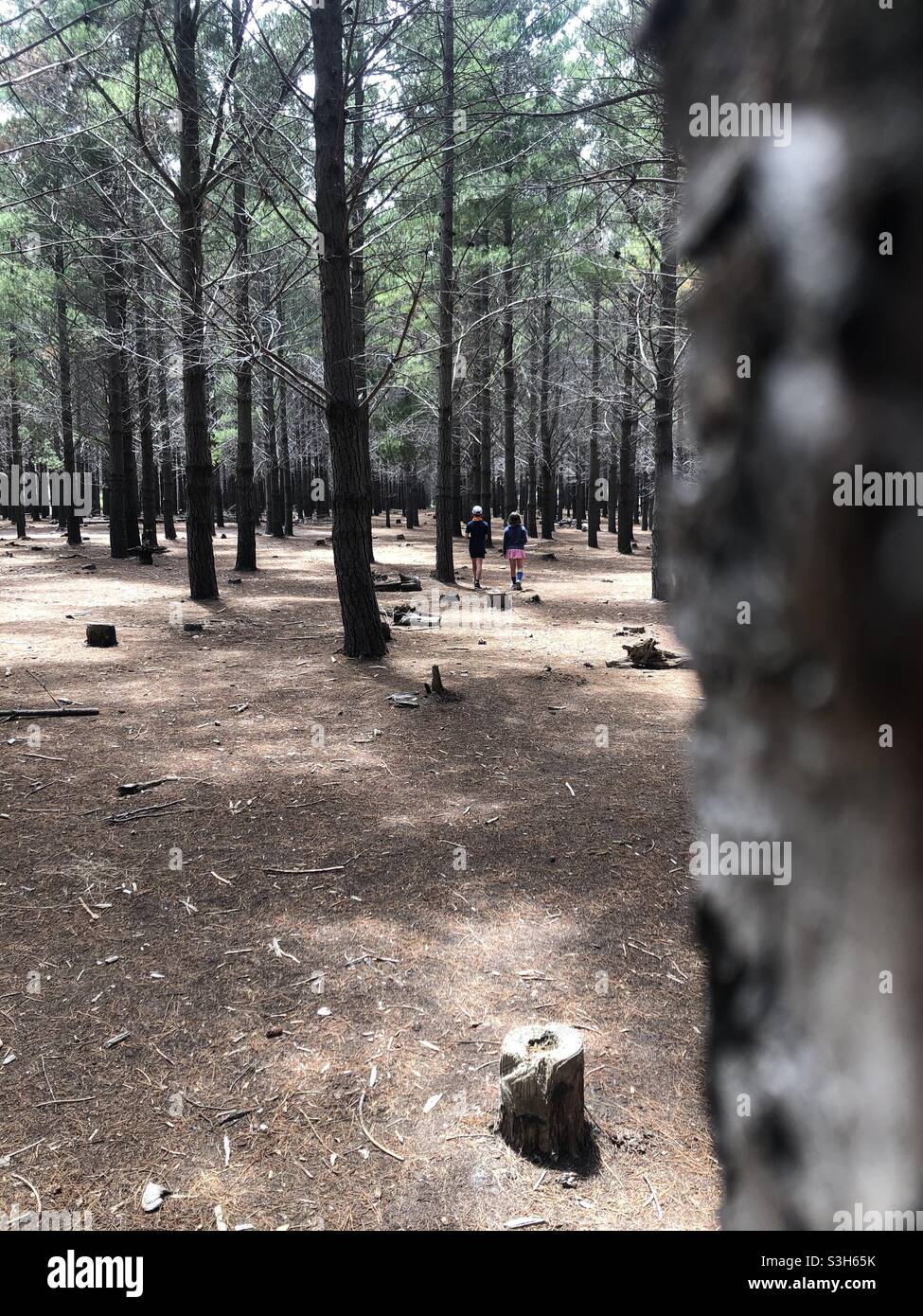 Children in forest hi-res stock photography and images - Alamy