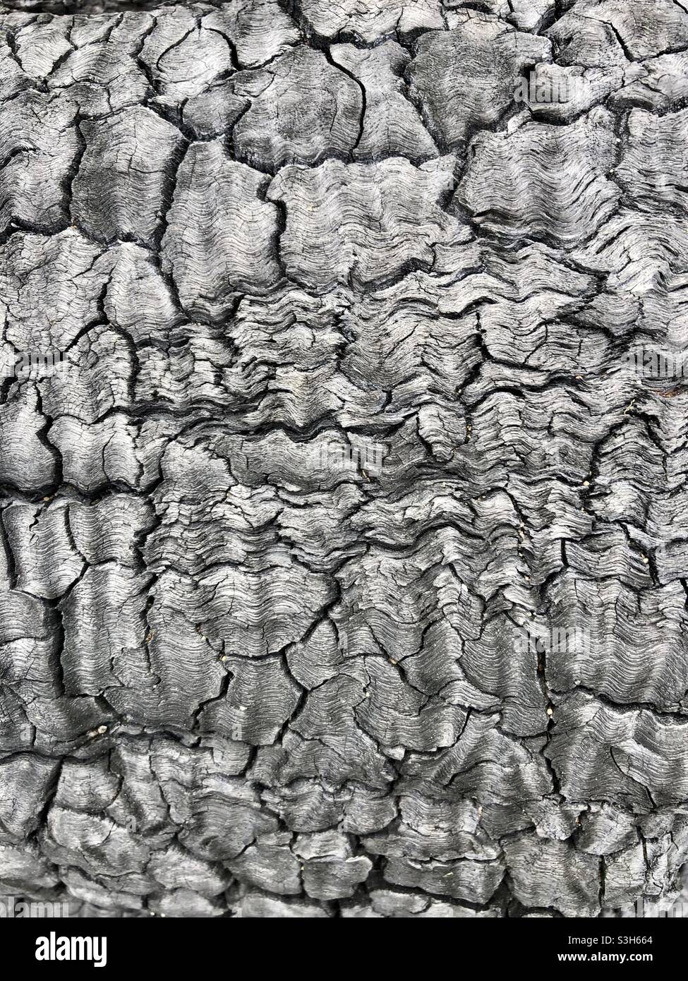 Burnt tree bark hi-res stock photography and images - Alamy