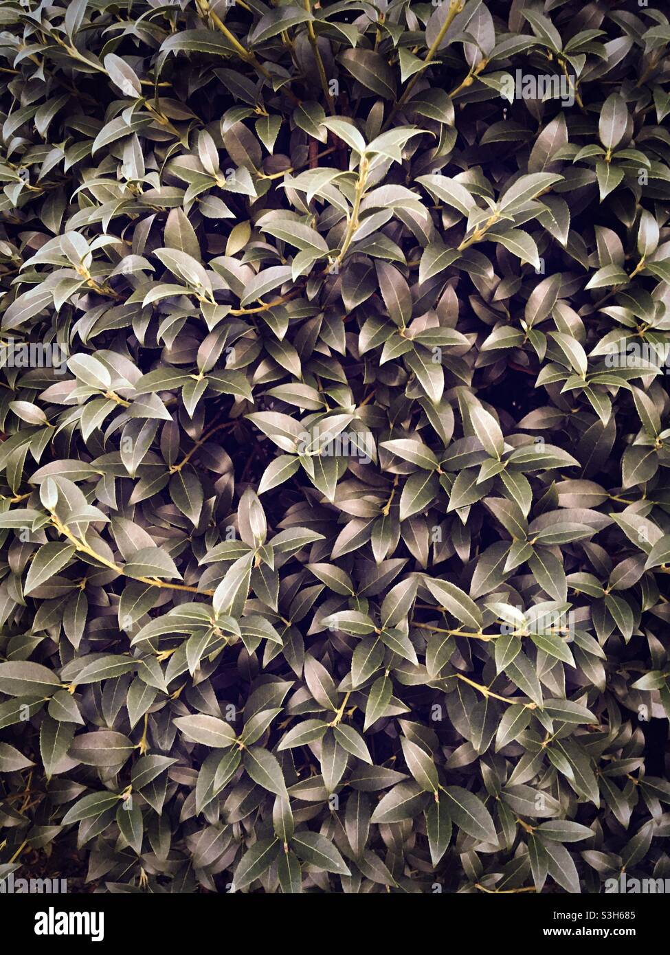 Grey green leaves hi-res stock photography and images - Alamy