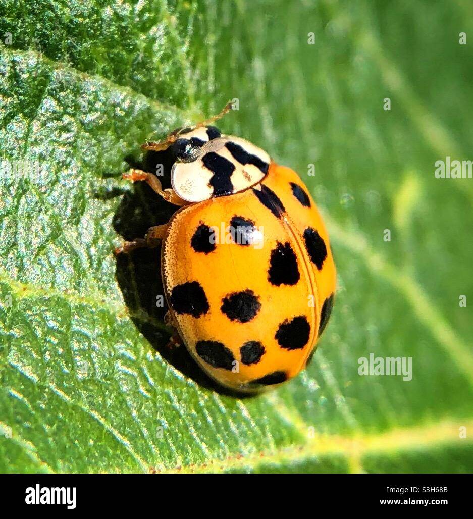 Yellow Ladybird High Resolution Stock Photography and Images - Alamy