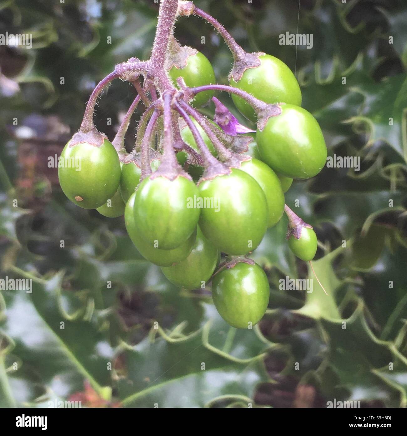 Climbing plants with berries hi-res stock photography and images - Alamy
