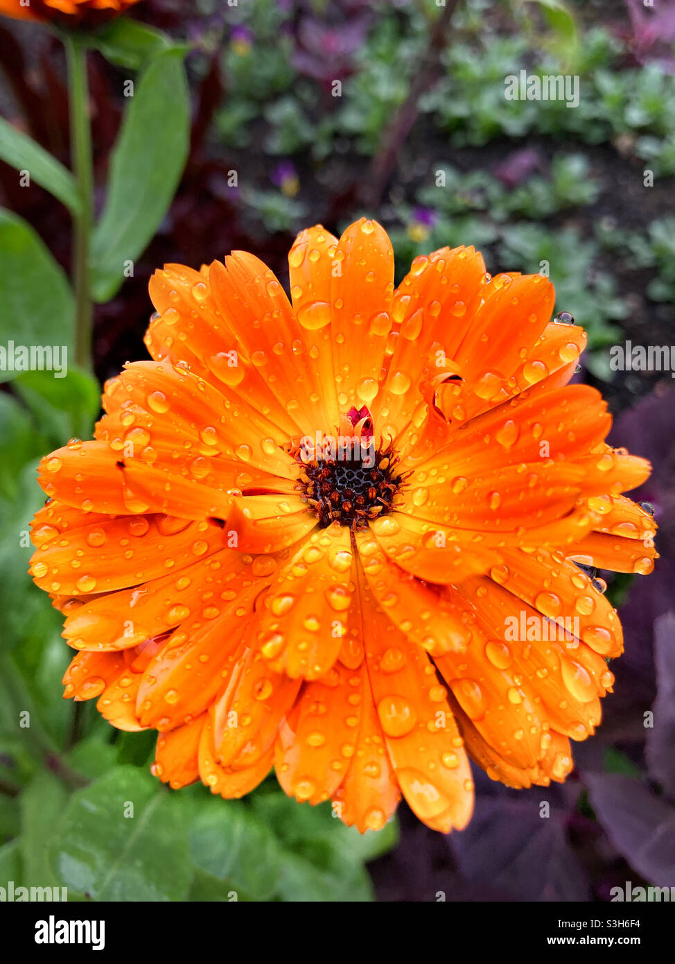Orange flower with rain drops Stock Photo - Alamy
