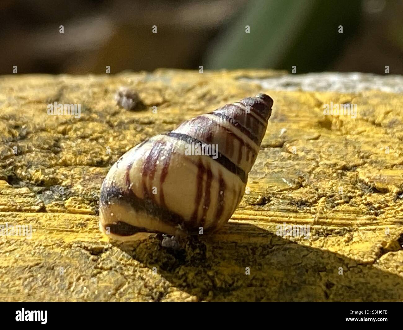 Concrete Snail High Resolution Stock Photography and Images - Alamy