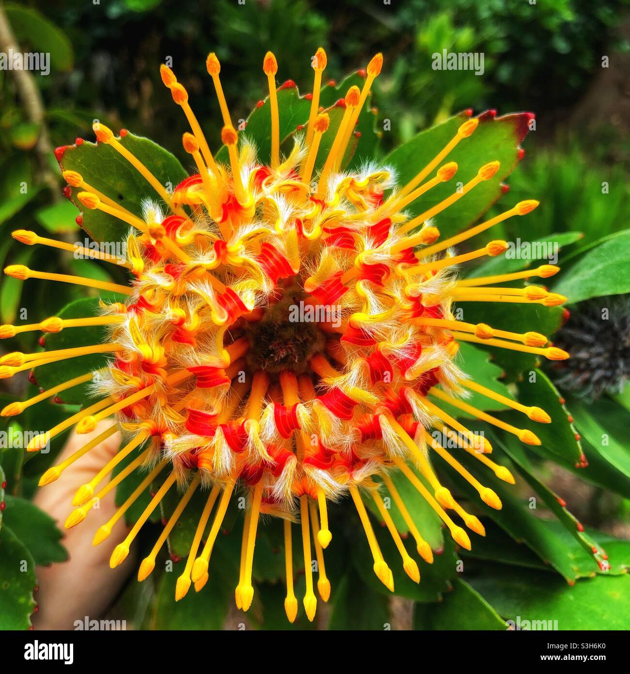 Golden protea hi-res stock photography and images - Alamy