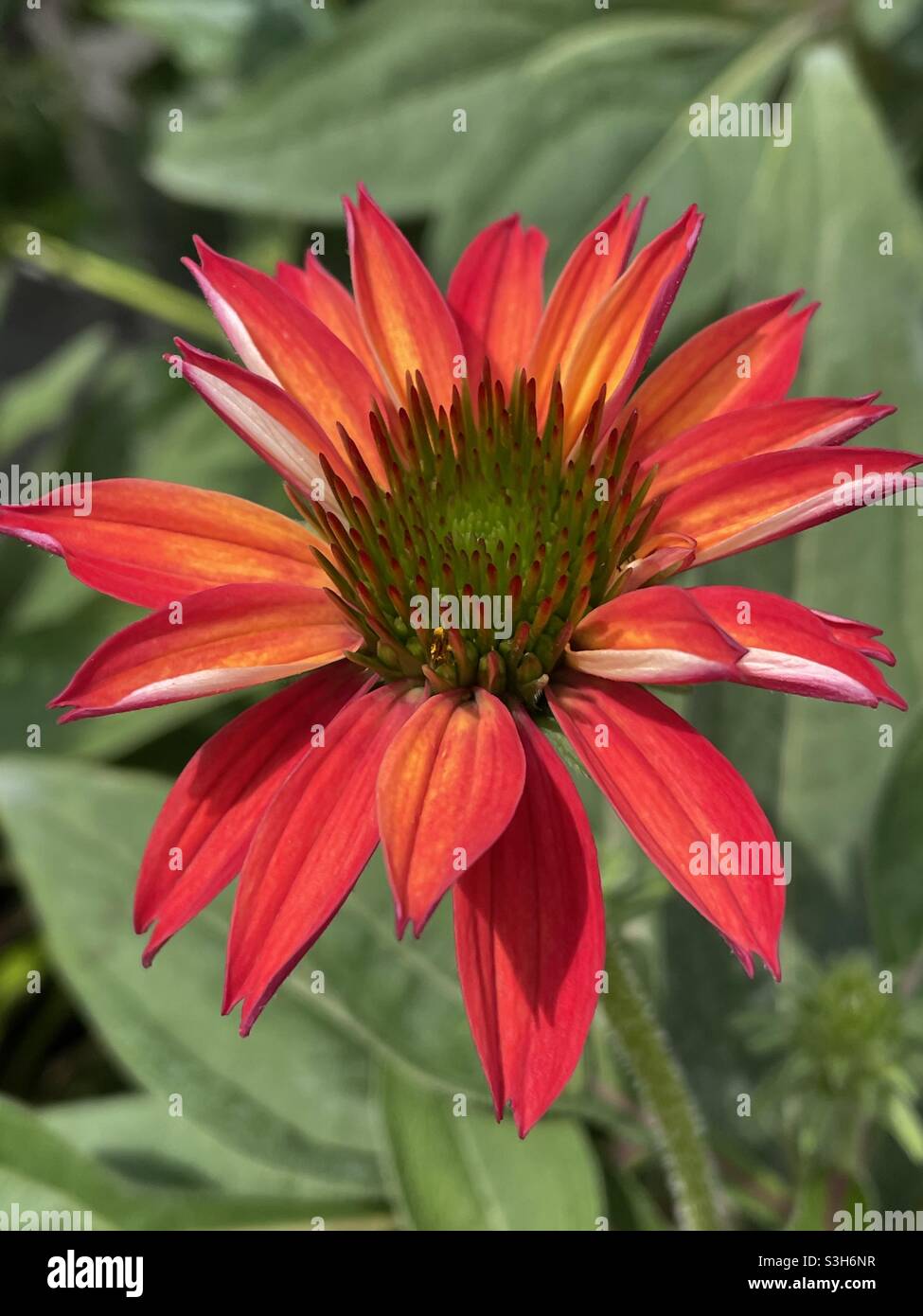 Coneflower blooms hi-res stock photography and images - Alamy