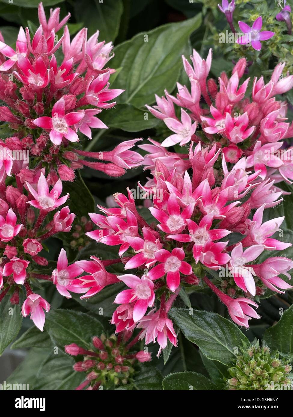 Pink penta flowers Stock Photo - Alamy
