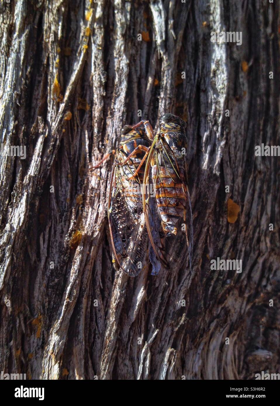 Cicadas france hi-res stock photography and images - Alamy