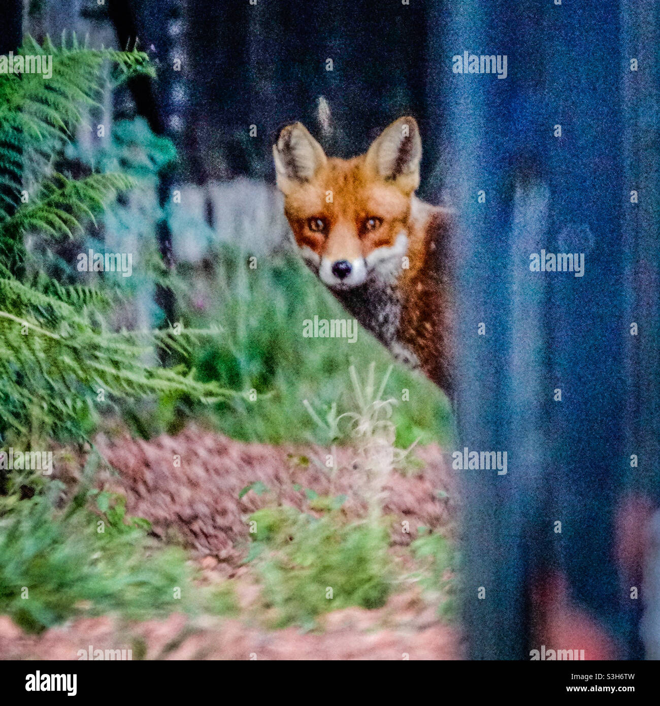 An urban red fox looking straight to camera Stock Photo - Alamy