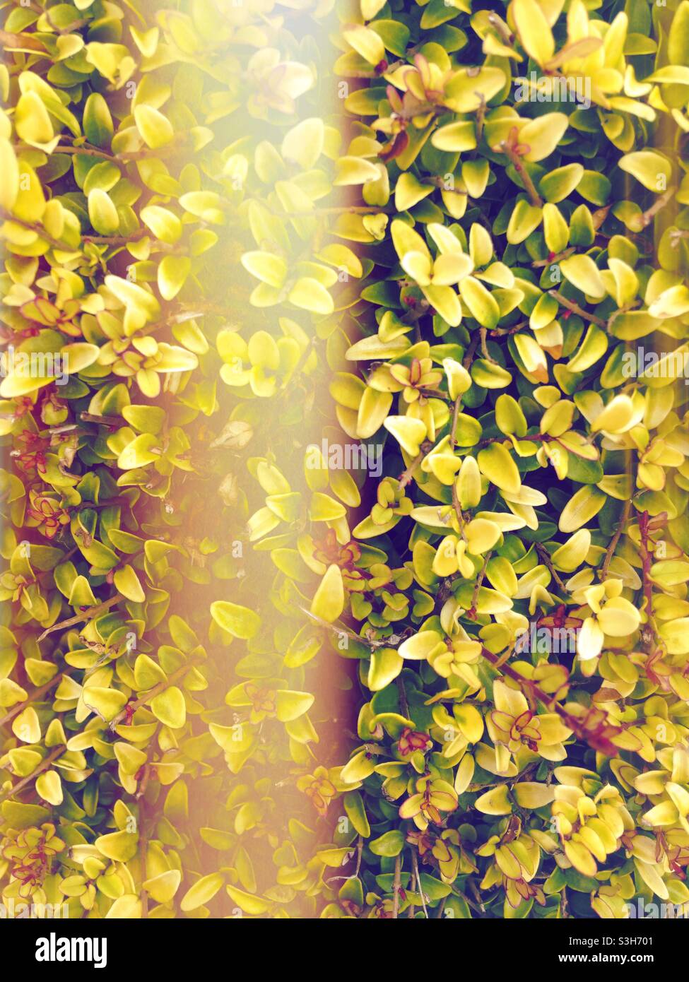 Hedge effect hi-res stock photography and images - Alamy