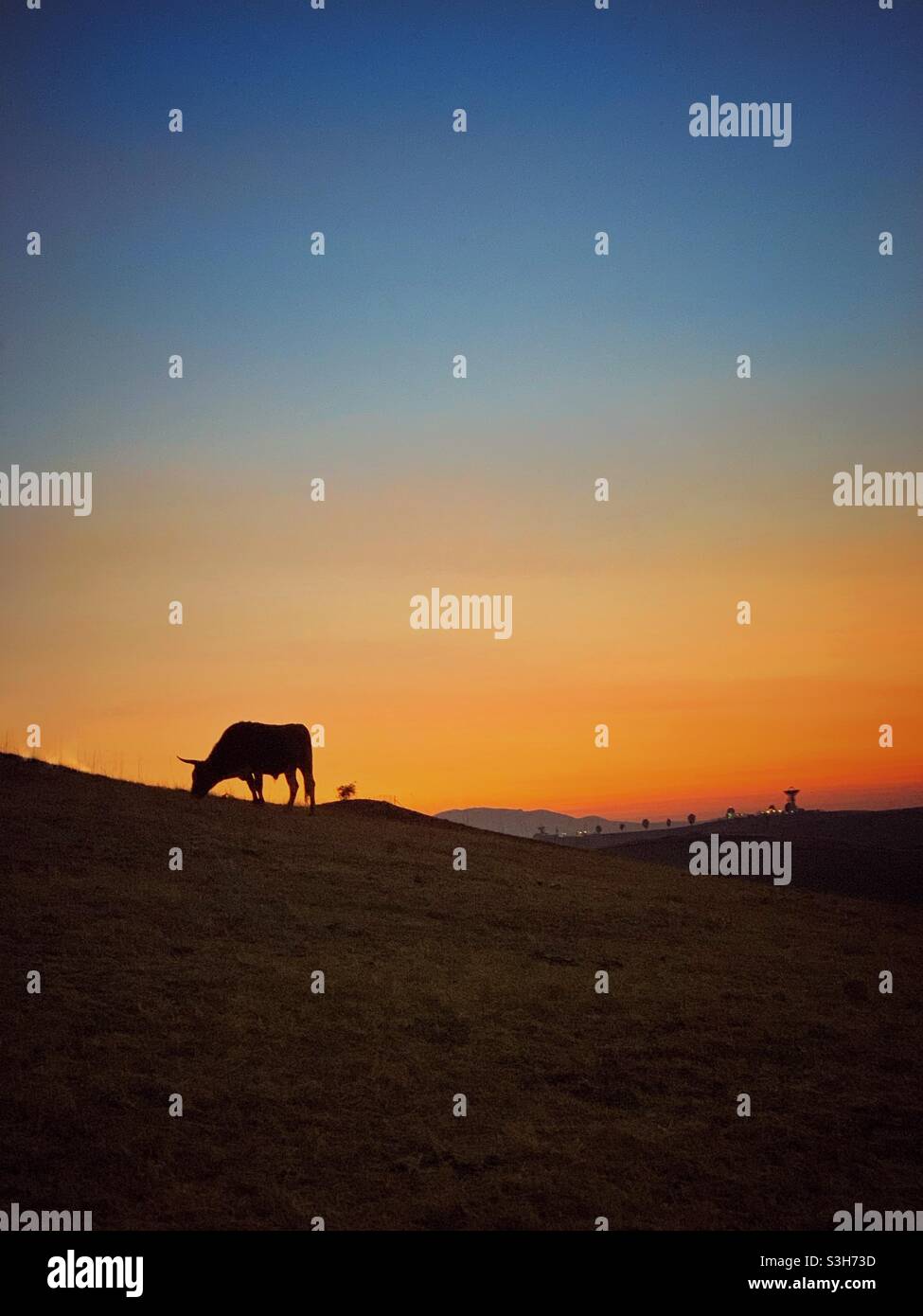 Cow eating in the sunset hi-res stock photography and images - Alamy