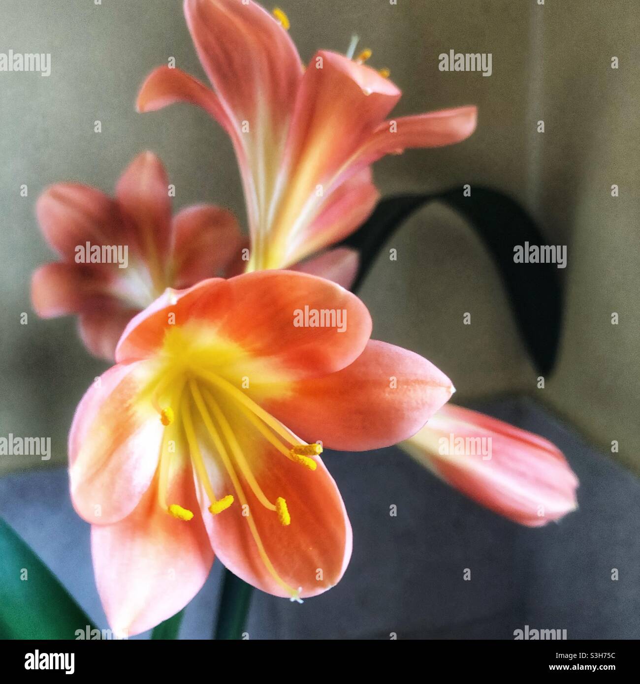 Clivia plant hi-res stock photography and images - Alamy