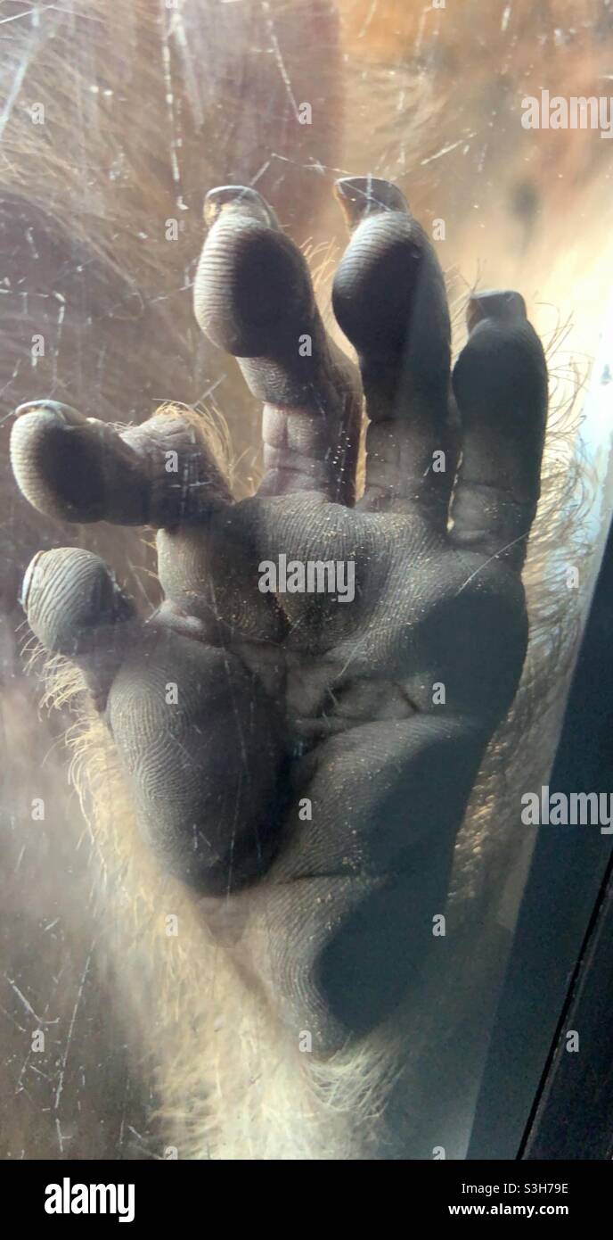 Monkey zoo glass hi-res stock photography and images - Alamy