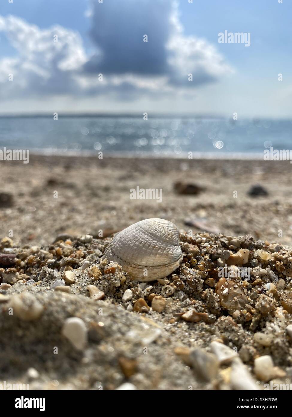 Shell on the beach Stock Photo - Alamy