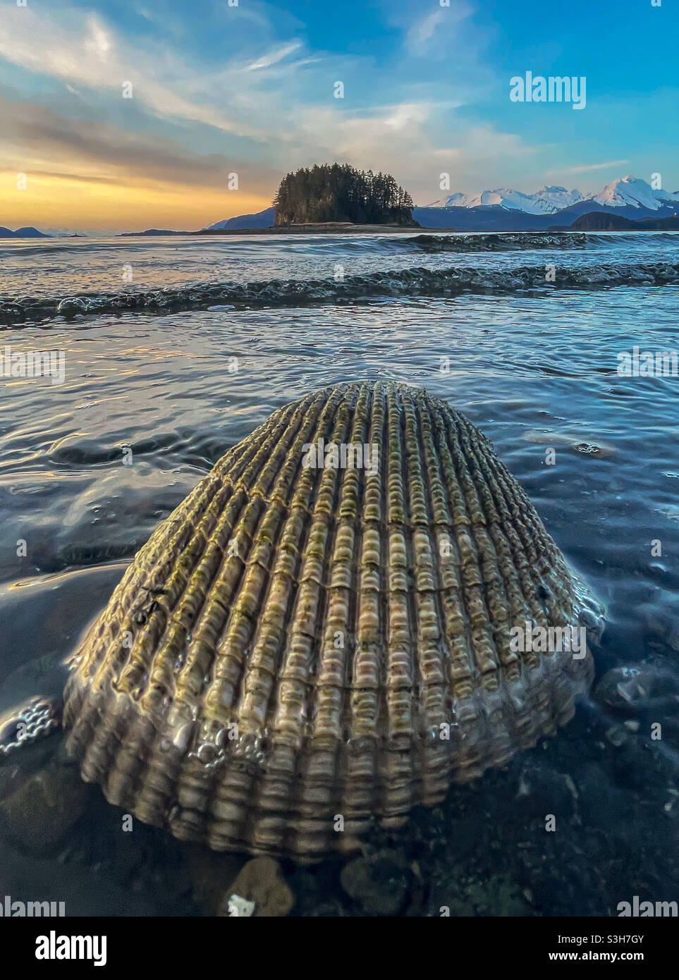 Giant shell hi-res stock photography and images - Alamy