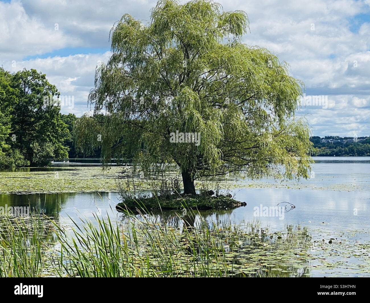 Tree growing in the water with a peaceful setting Stock Photo - Alamy