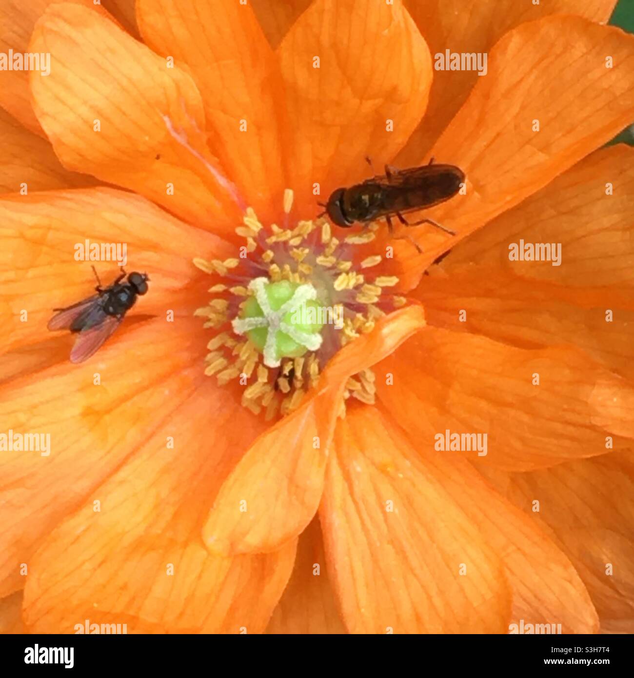 It’s a bug’s life. Insects visiting a bright orange California poppy ...