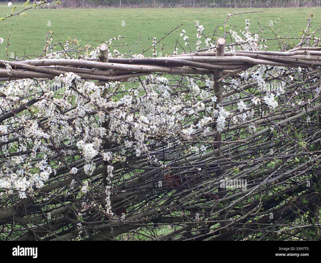 Laid hedge hi-res stock photography and images - Alamy