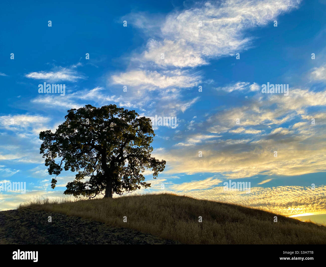 Valley oak tree sunset hi-res stock photography and images - Alamy