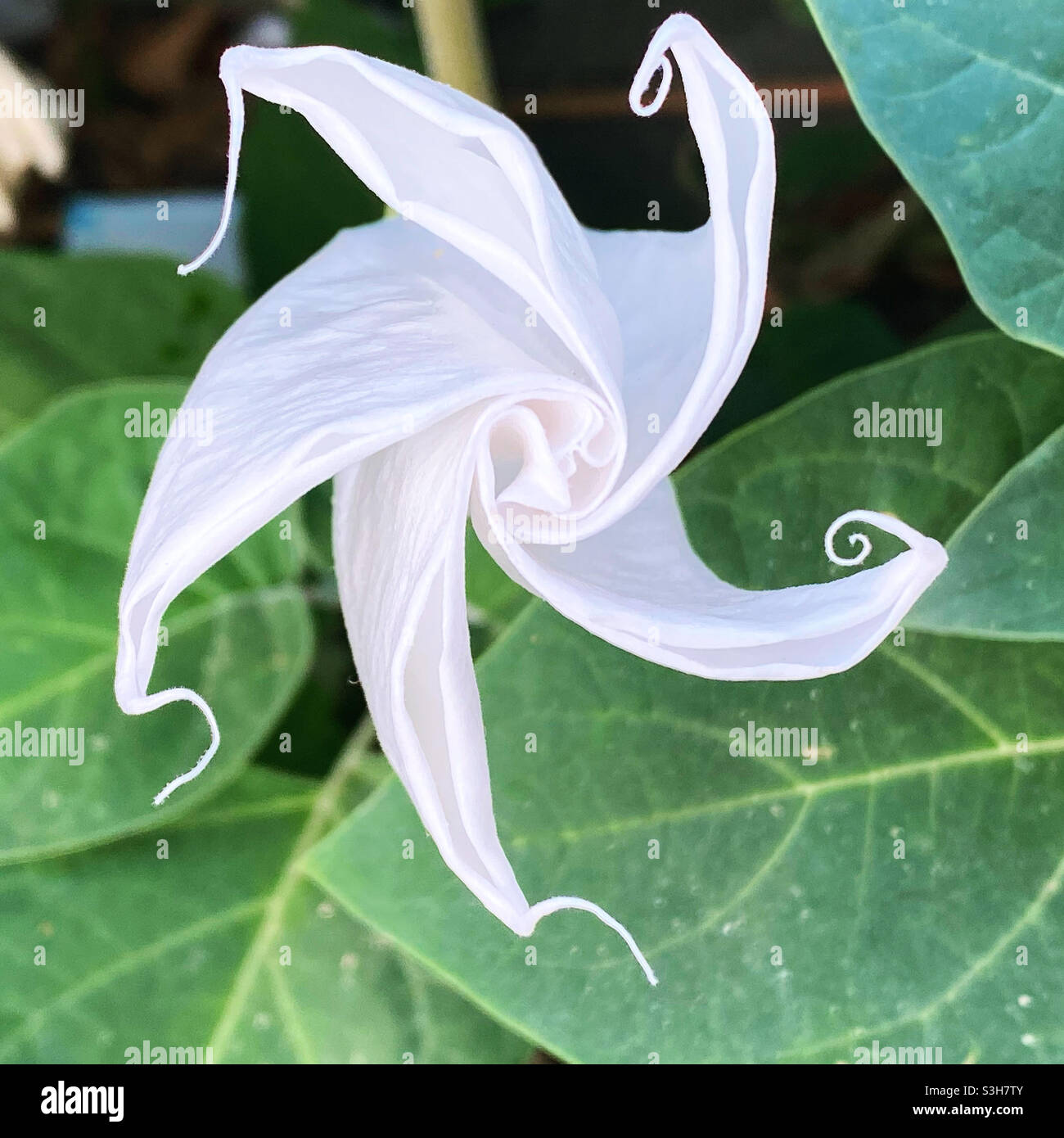 Datura Inoxia Erowid