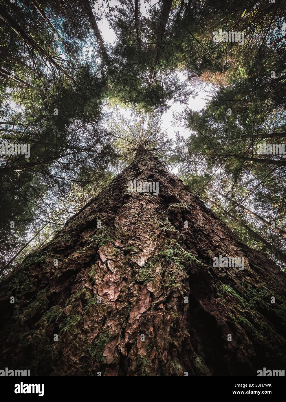 Old Growth Fir Tree Stock Photo - Alamy