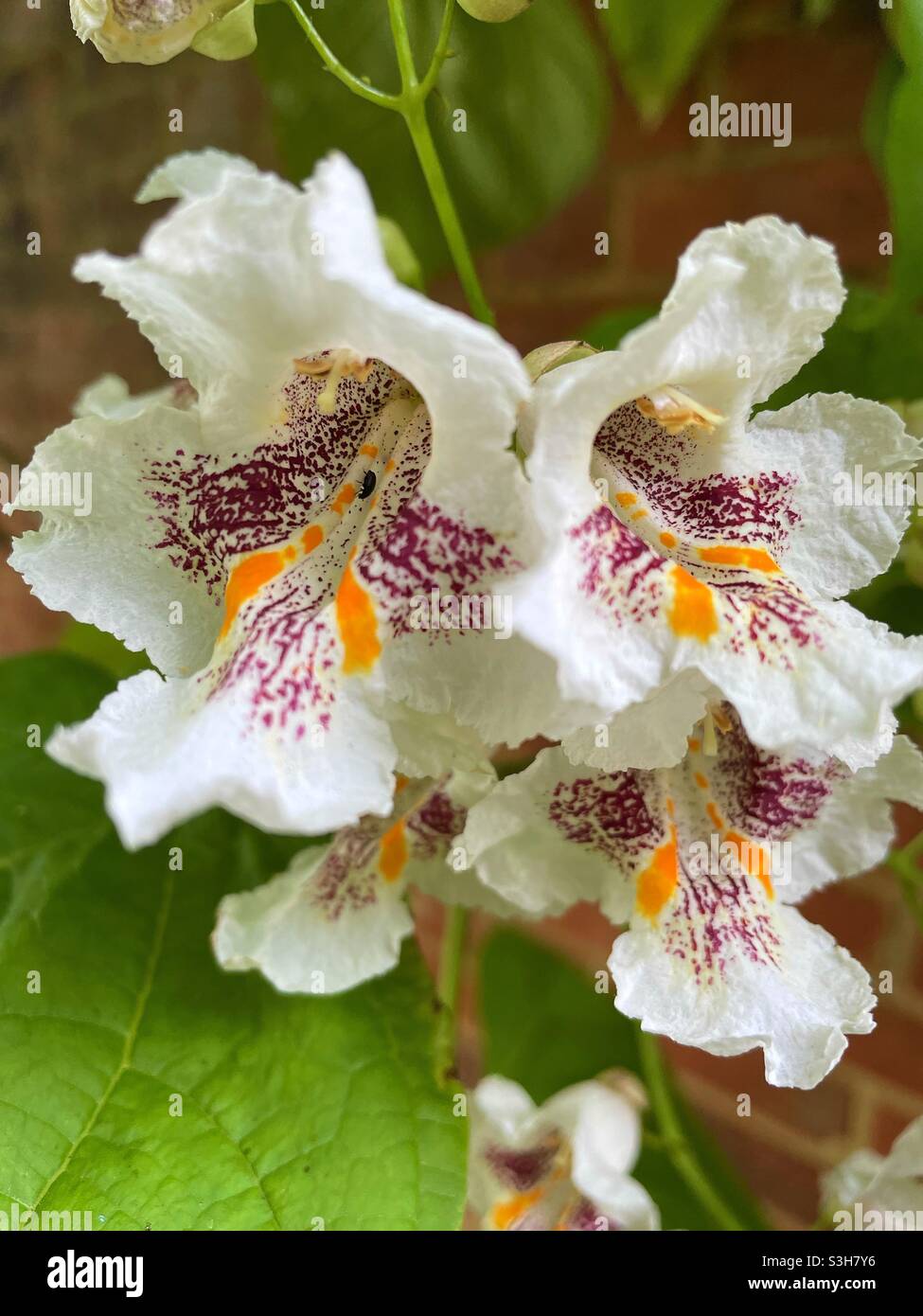 Indian bean tree flower hi-res stock photography and images - Alamy