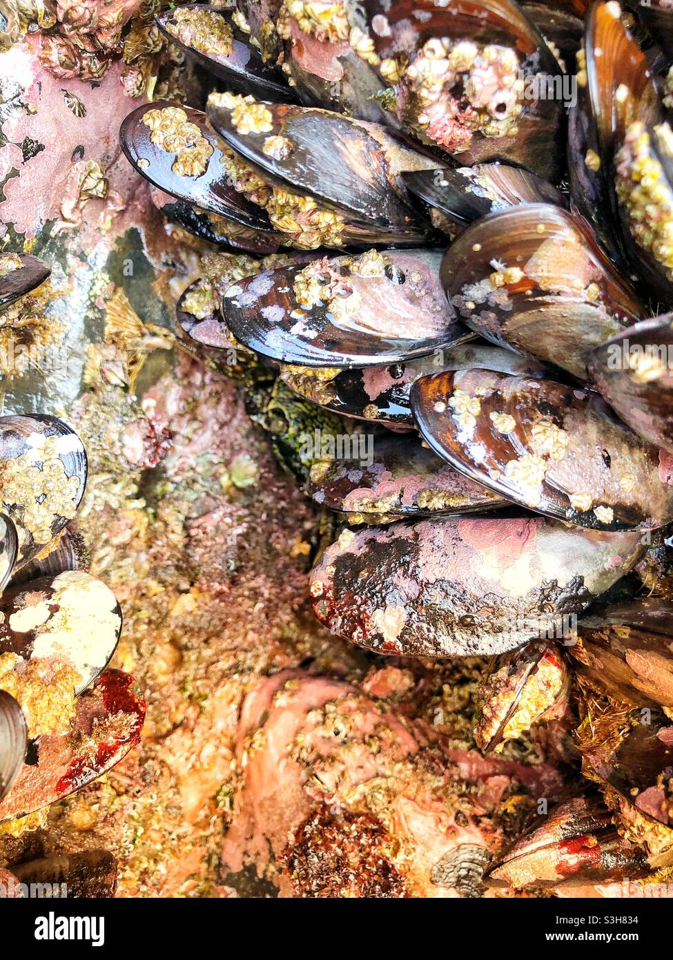 Shell mussels on rock rocks smartphone stock photos and images - Alamy