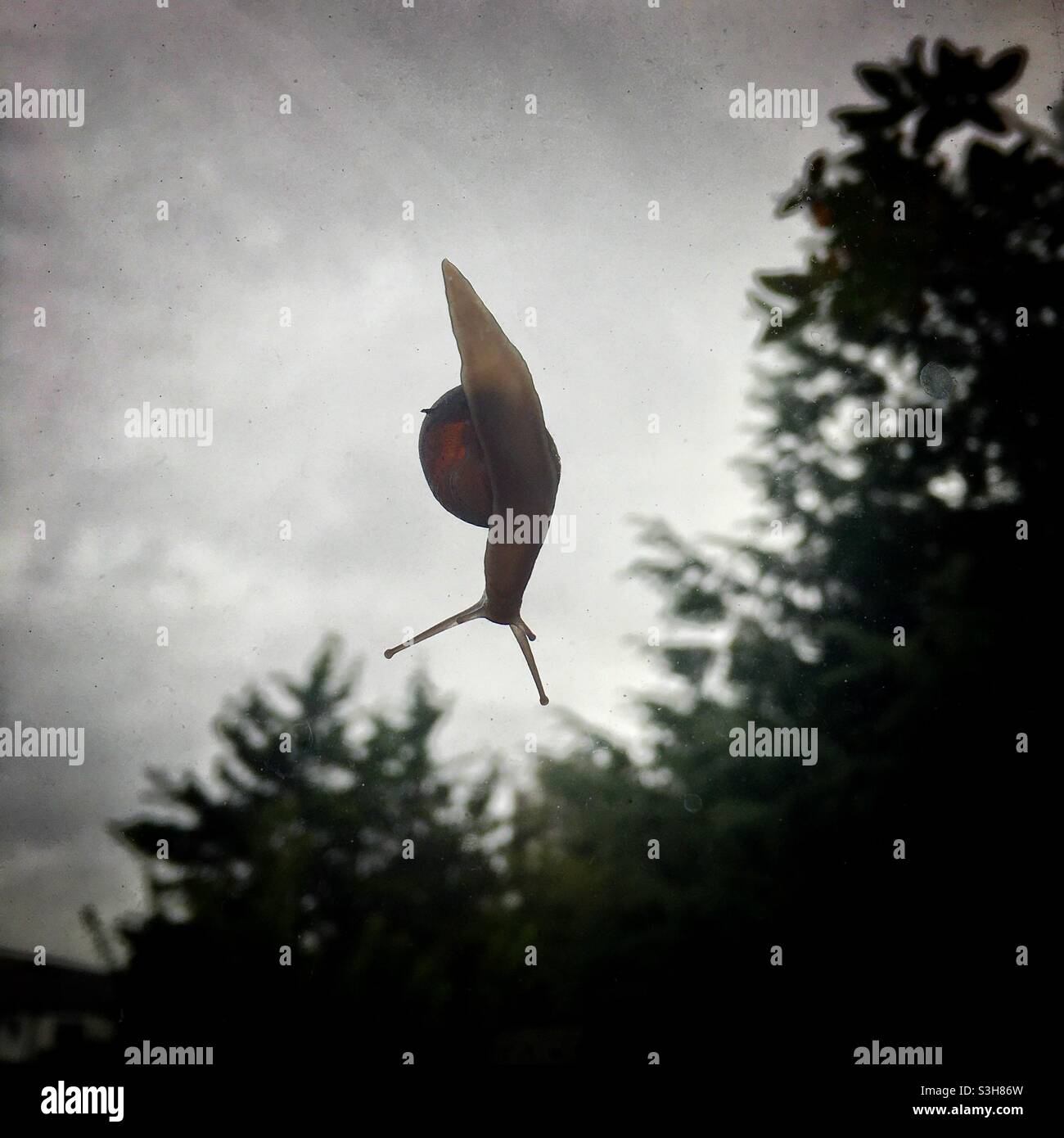 Flying snail. A garden snail walks on a glass window pane Stock Photo ...