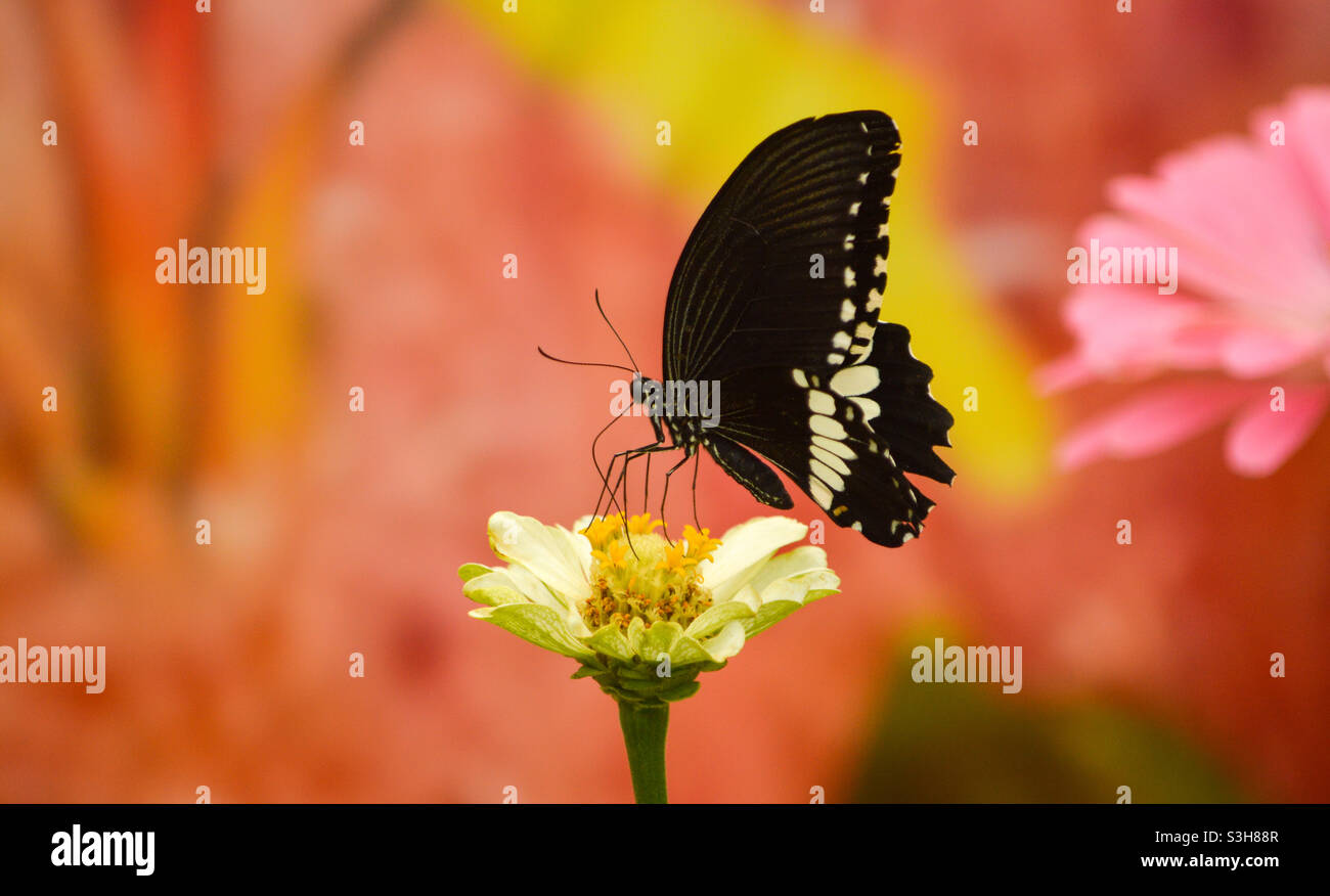 The butterfly plan hi-res stock photography and images - Alamy