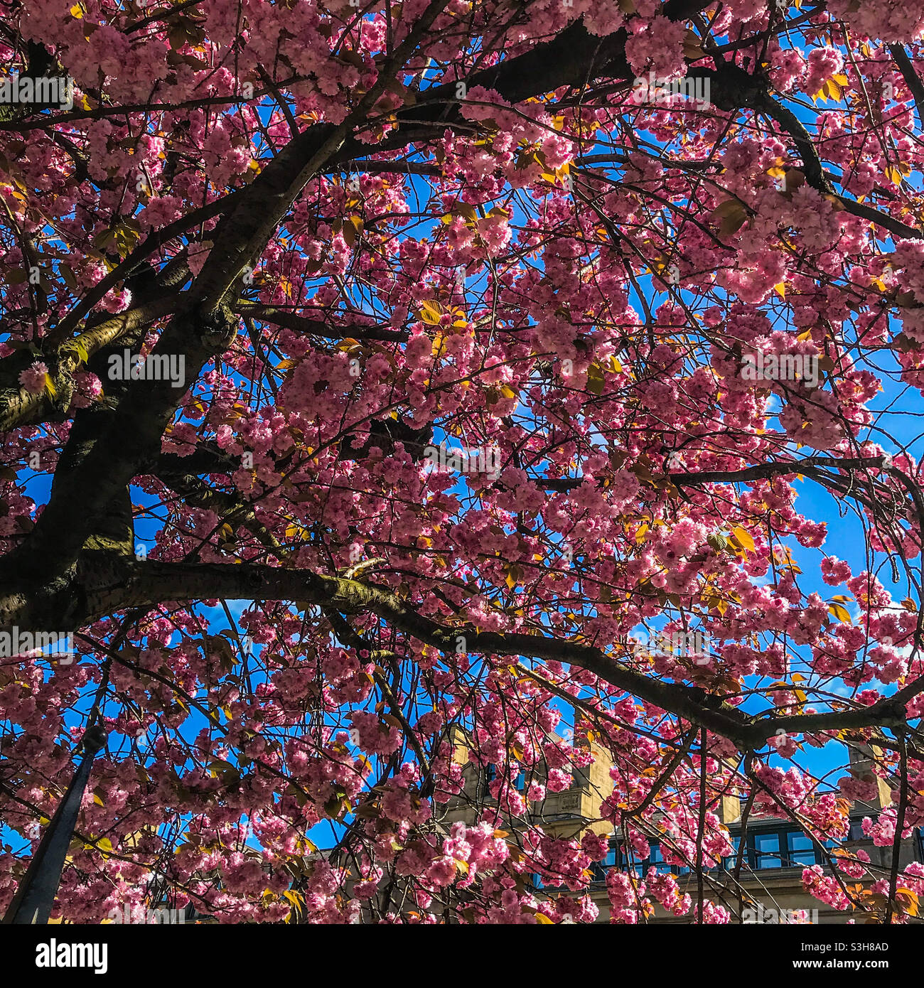 Bloom season hi-res stock photography and images - Alamy