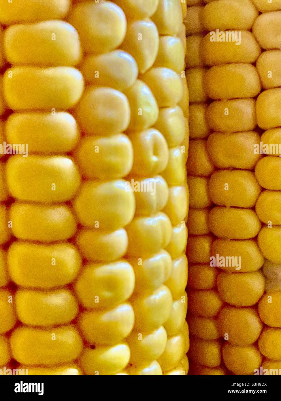 Corn seeds hi-res stock photography and images - Alamy