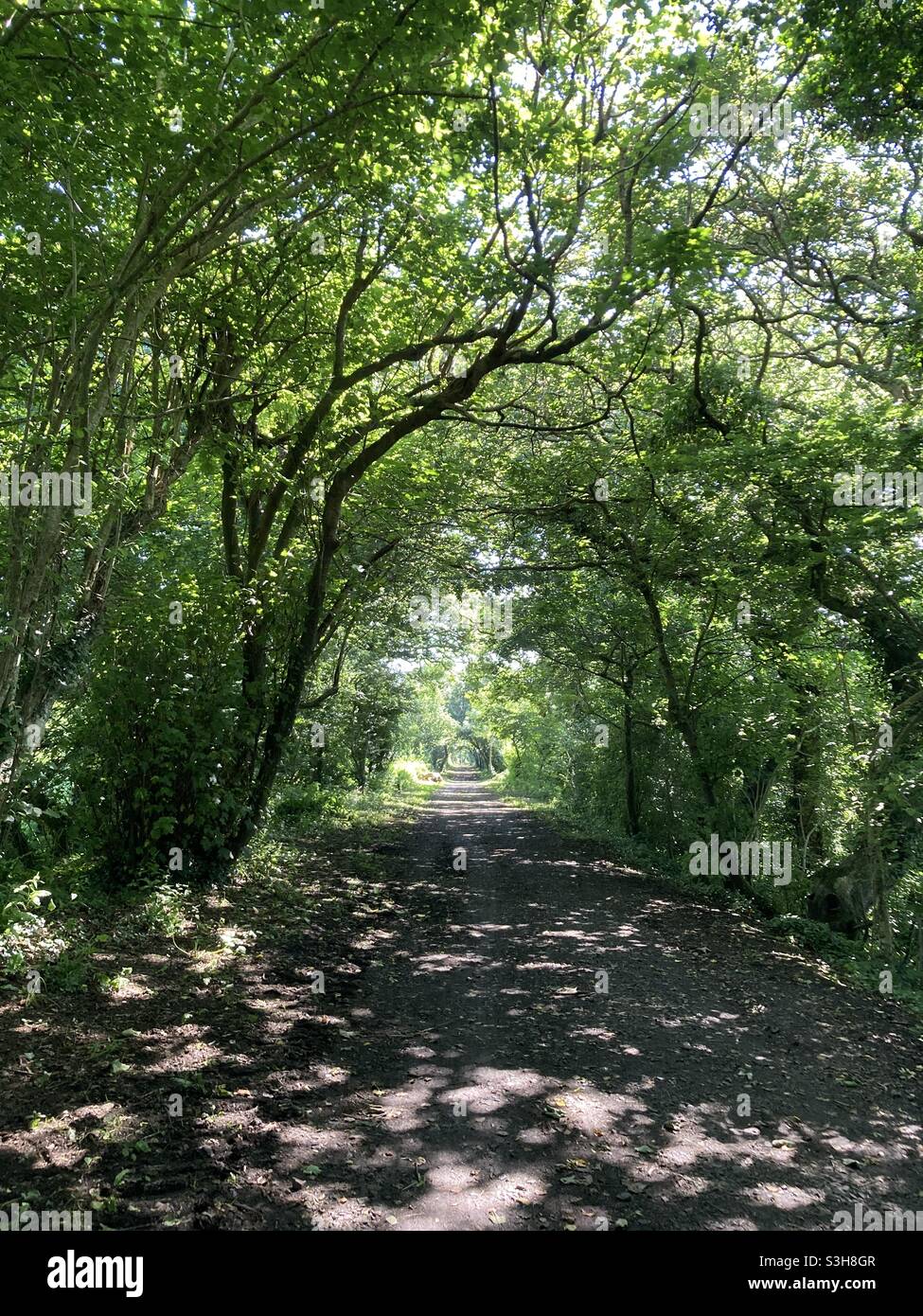 Trees cover a footpath Stock Photo - Alamy