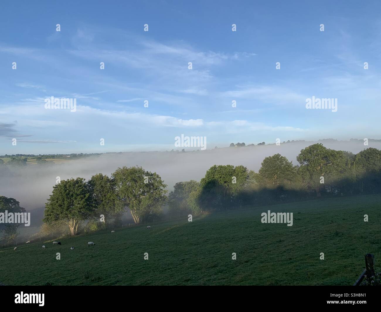 Trees in the mist Stock Photo - Alamy