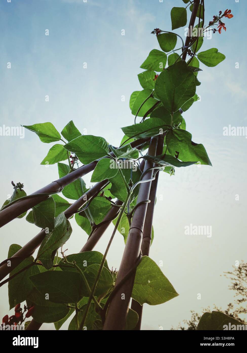 A photograph of runner bean plants winding their way up bamboo poles in ...