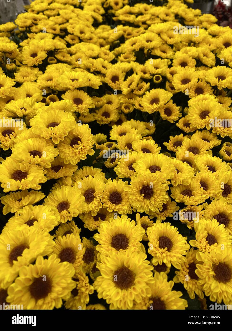 Chrysanthemums flowers mums plants hi-res stock photography and images ...